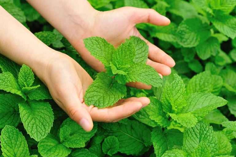 Pfefferminztee: Geschmack und Zubereitung