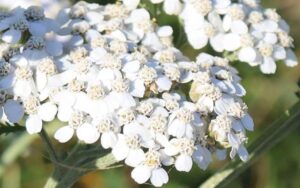 Schafgarbentee: Anwendung, Wirkung, Zubereitung - Aufguss