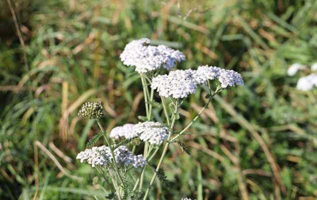 Schafgarbentee: Anwendung, Wirkung, Zubereitung - Aufguss